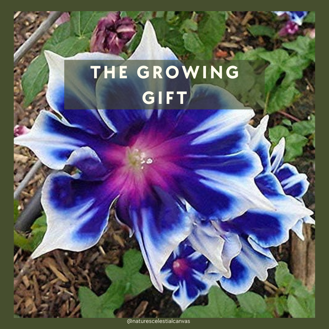 Birth Flower for the Month of September: Aster & Morning Glory Gift