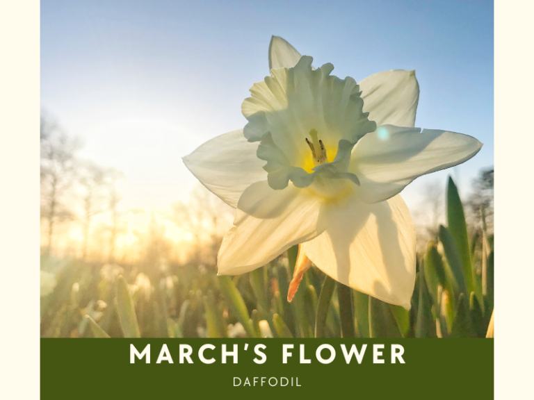 March Birth Flower Themed Gift Ideas & Meaning Behind